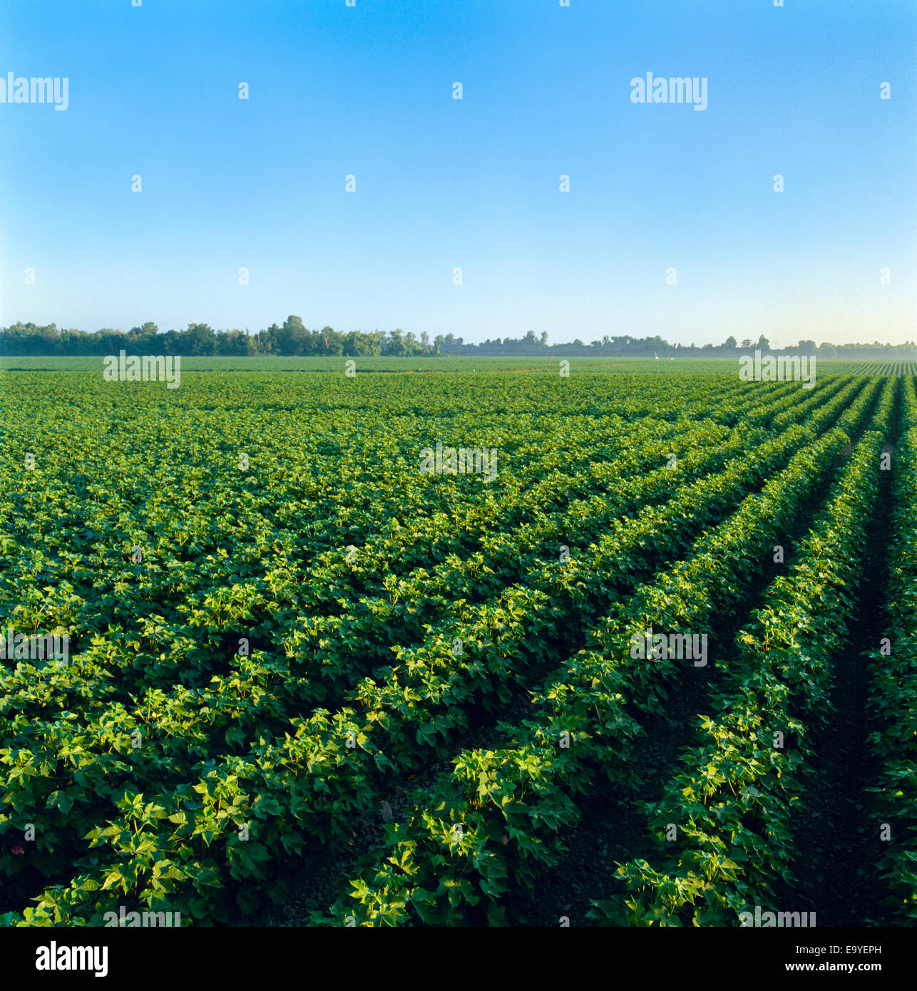 Agriculture - Field of mid growth conventional tillage cotton in late ...