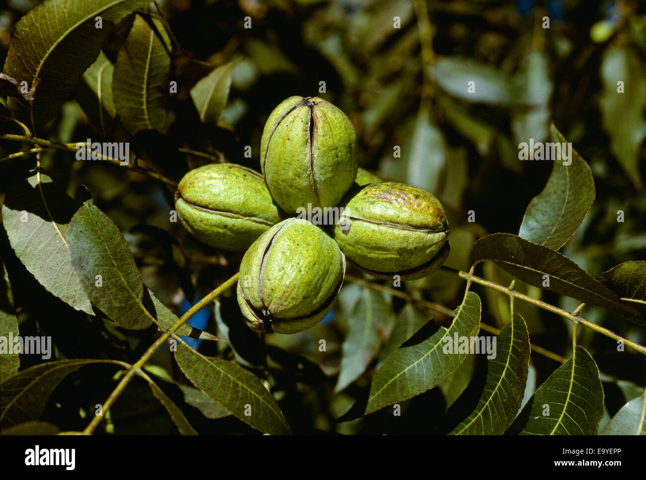 Agriculture - Closeup of a cluster of mature pecans nearing harvest ...