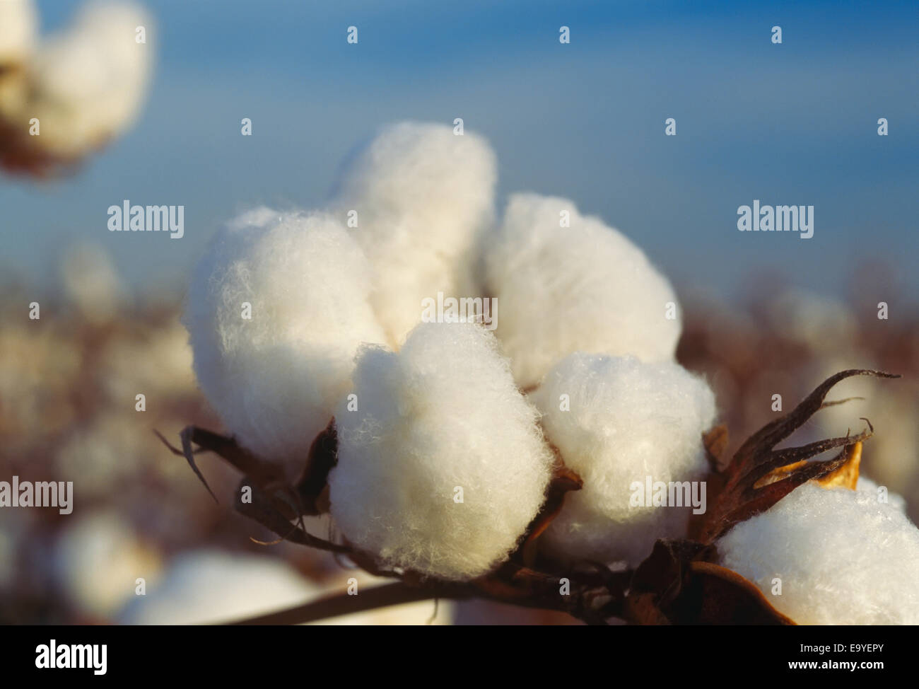 Agriculture - Closeup of a mature open 5-lock cotton boll that is ready ...
