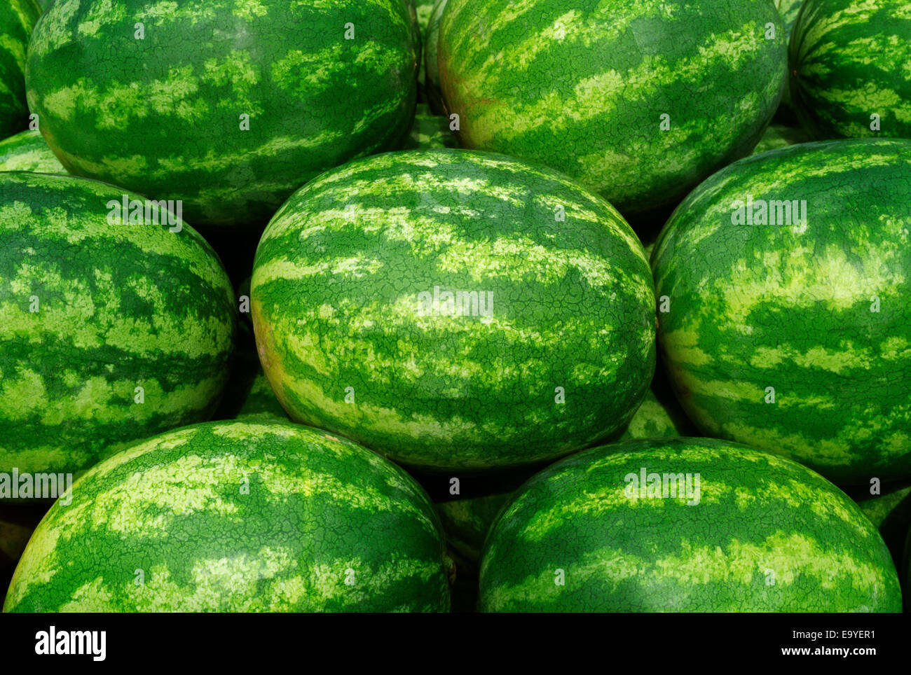 Agriculture - Harvested mature seedless watermelons ready for shipping ...