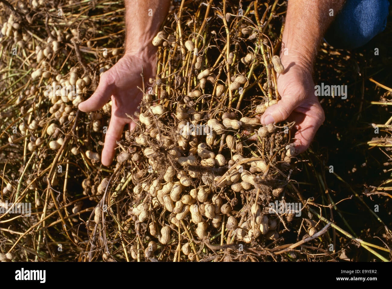 Peanut harvest georgia hi-res stock photography and images - Alamy