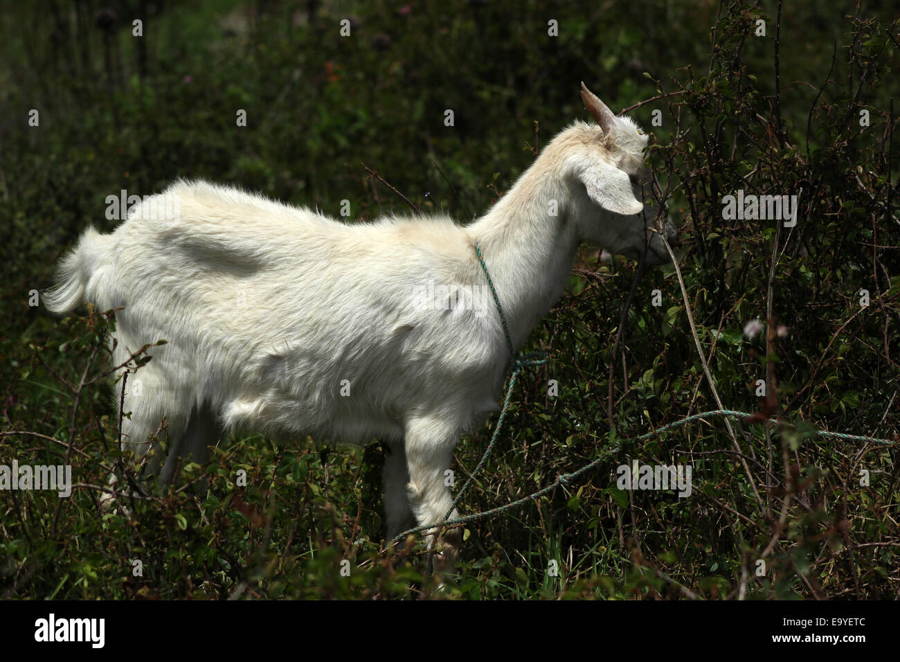 A goat in a farmers pasture in Cotacachi, Ecuador Stock Photo - Alamy