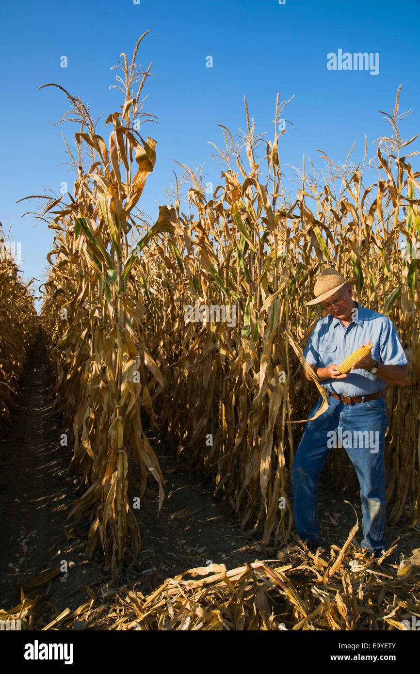 A farmer/grower checks the quality of an ear of mature grain corn in a ...