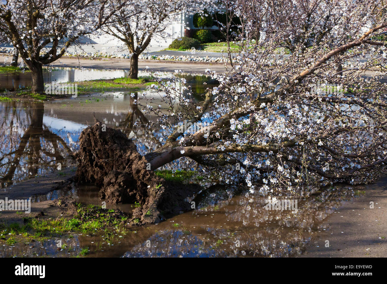 Agriculture - An almond tree at bloom stage knocked over by heavy winds ...