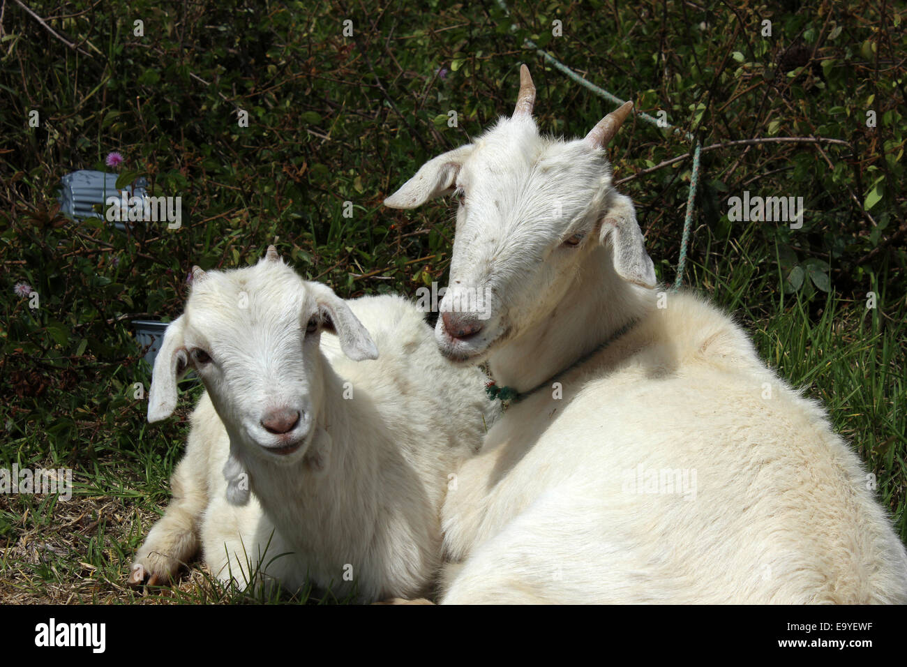 A goat in a farmers pasture in Cotacachi, Ecuador Stock Photo - Alamy