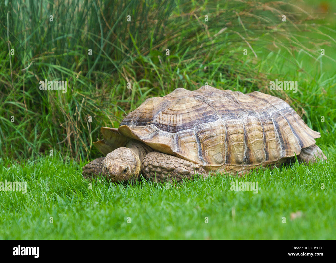 Tortoise closeup crawling on grass Stock Photo - Alamy