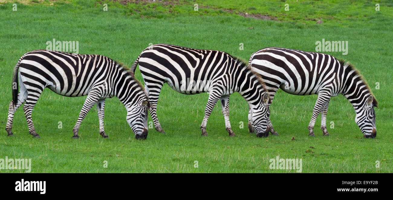 zebra' s grazing on grass in Africa Stock Photo - Alamy