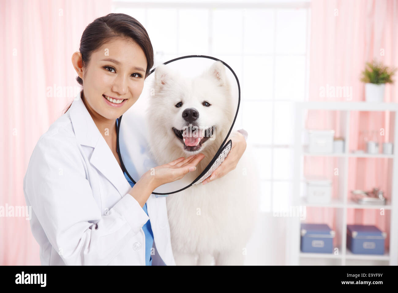 Young female veterinarian with a dog Stock Photo - Alamy