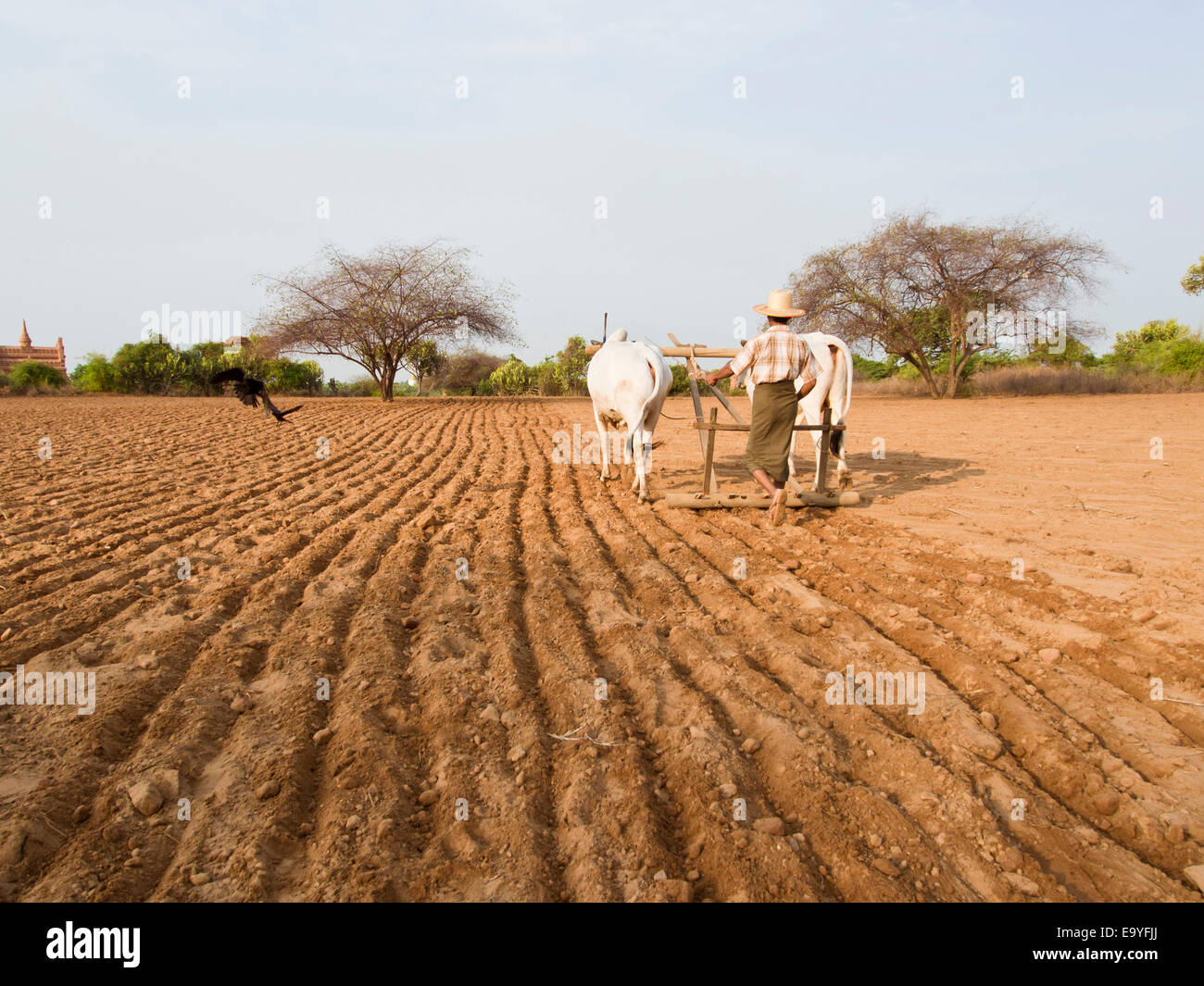 Bagan myanmar farmer field hi-res stock photography and images - Alamy