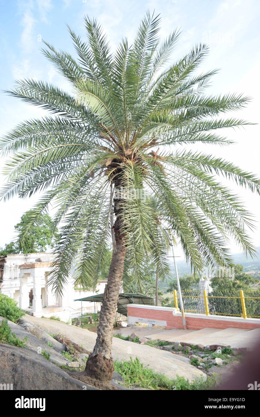 Tree top hill hi-res stock photography and images - Alamy