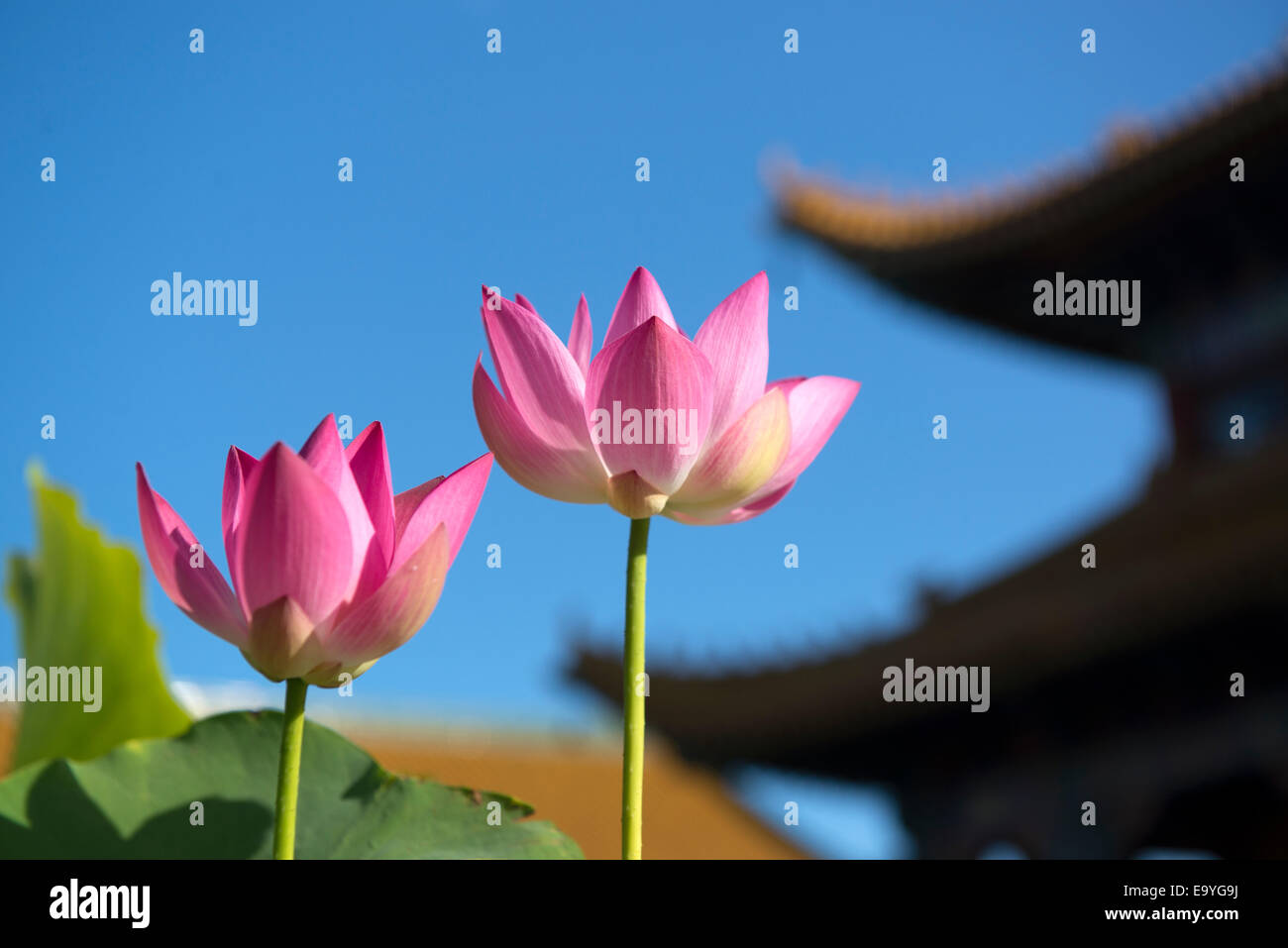 Daqing city view hi-res stock photography and images - Alamy