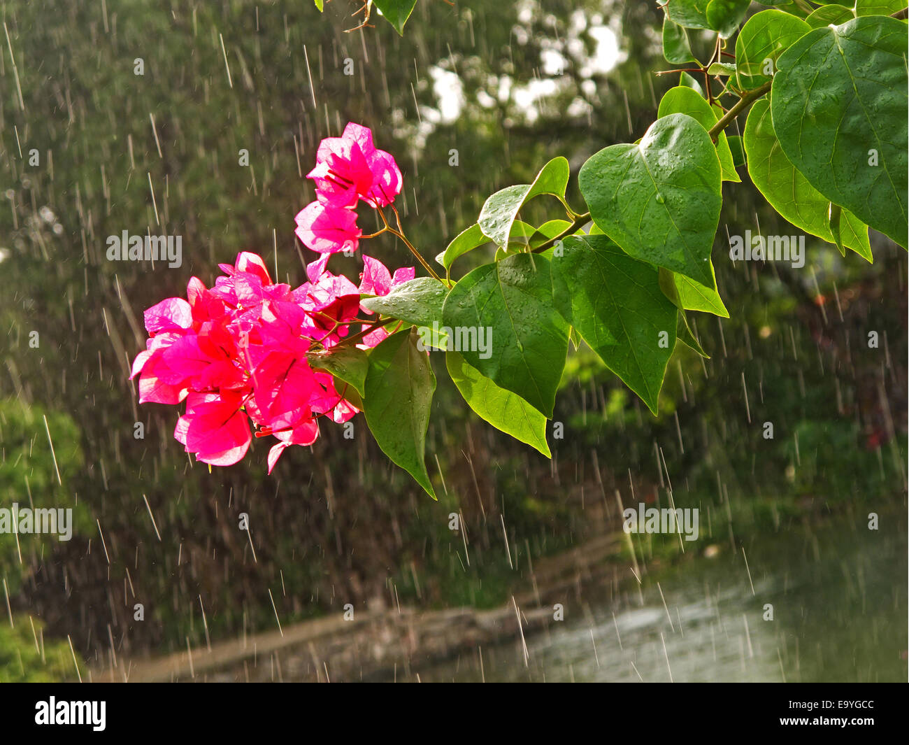 Guilin in the rain to see the flowers Stock Photo - Alamy