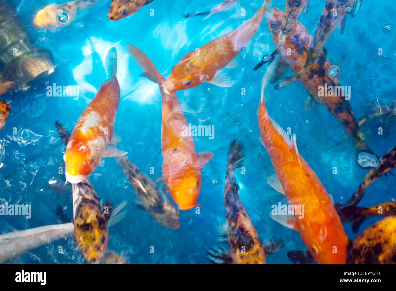 Shoal of fish Stock Photo - Alamy