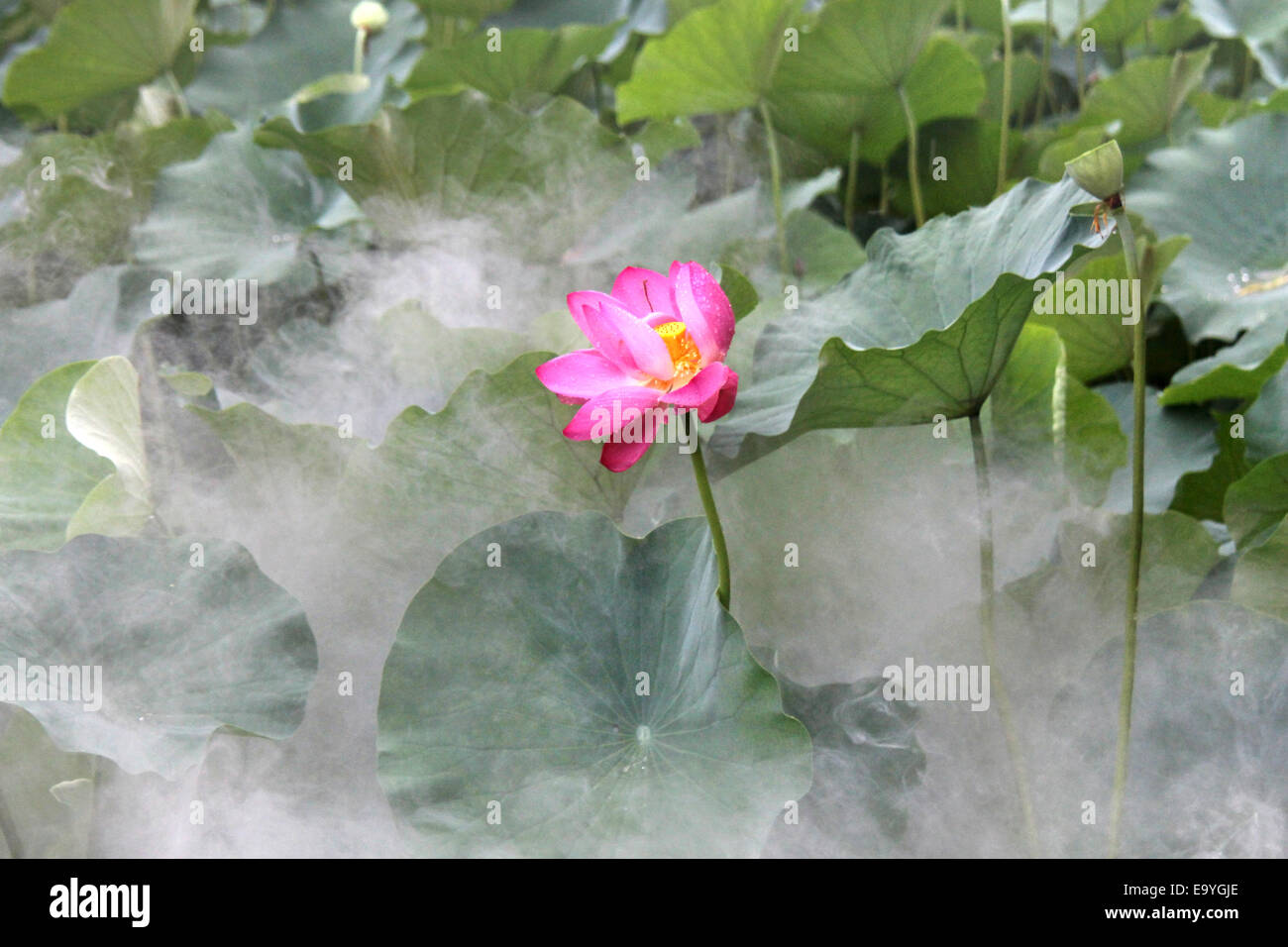 Lotus stem harvesting hi-res stock photography and images - Alamy