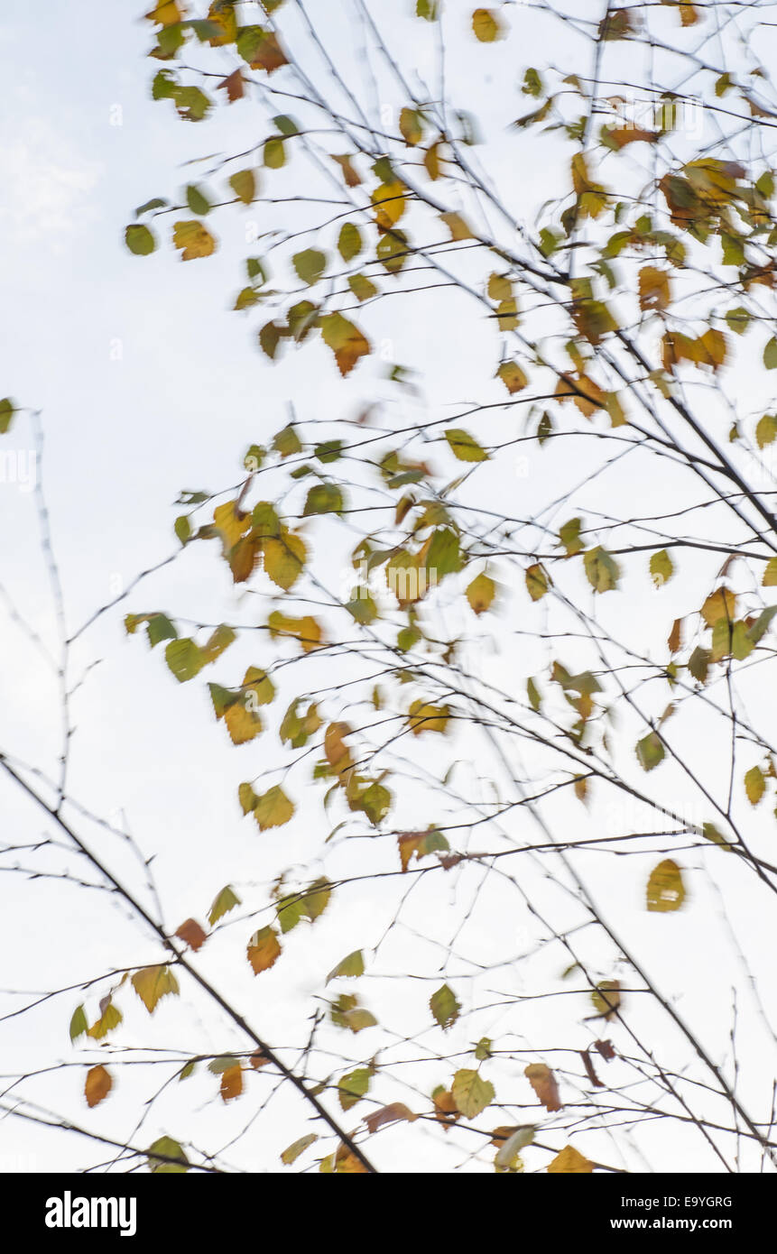 tree branches silhouettes on windy weather Stock Photo - Alamy