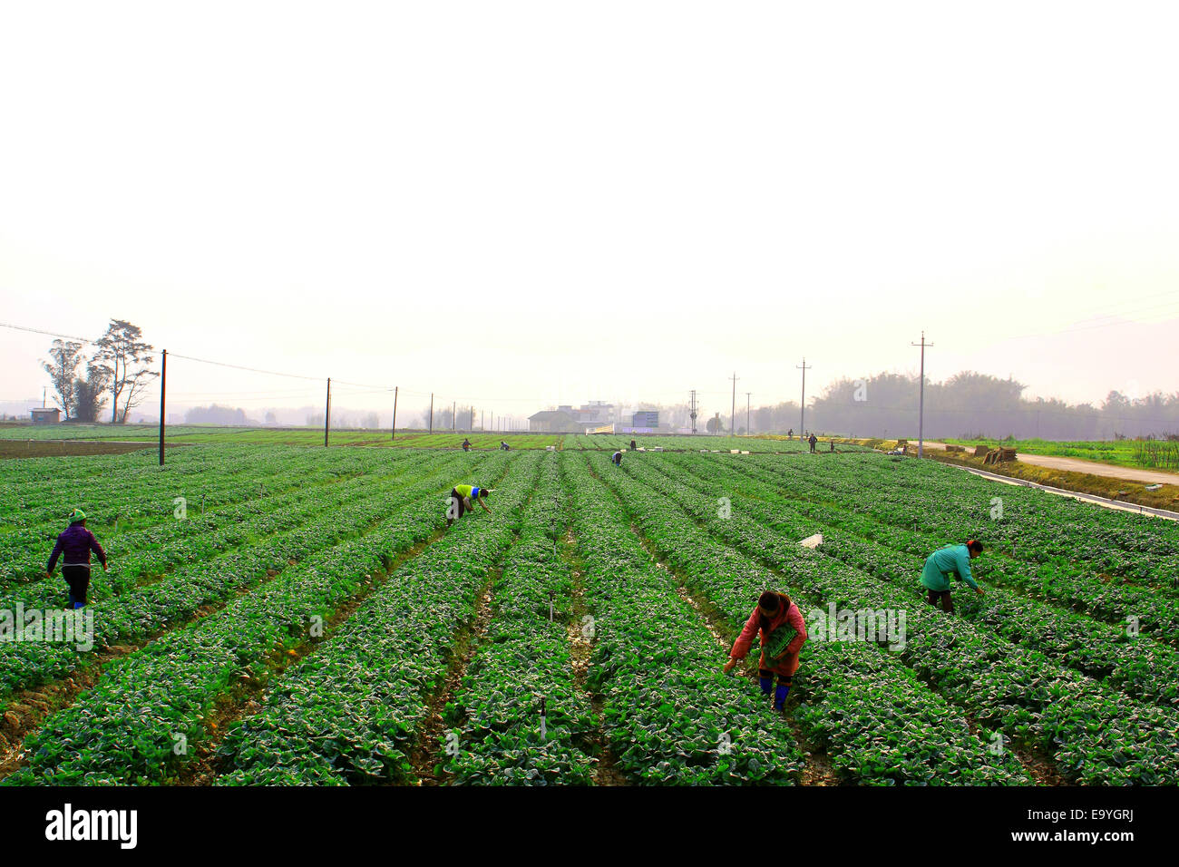 Guangdong Foshan garden Stock Photo - Alamy