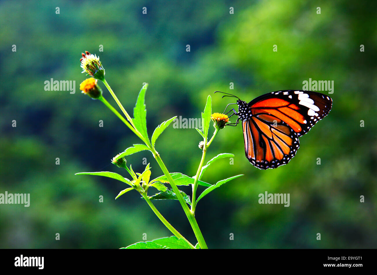 Butterfly side angle view hi-res stock photography and images - Alamy