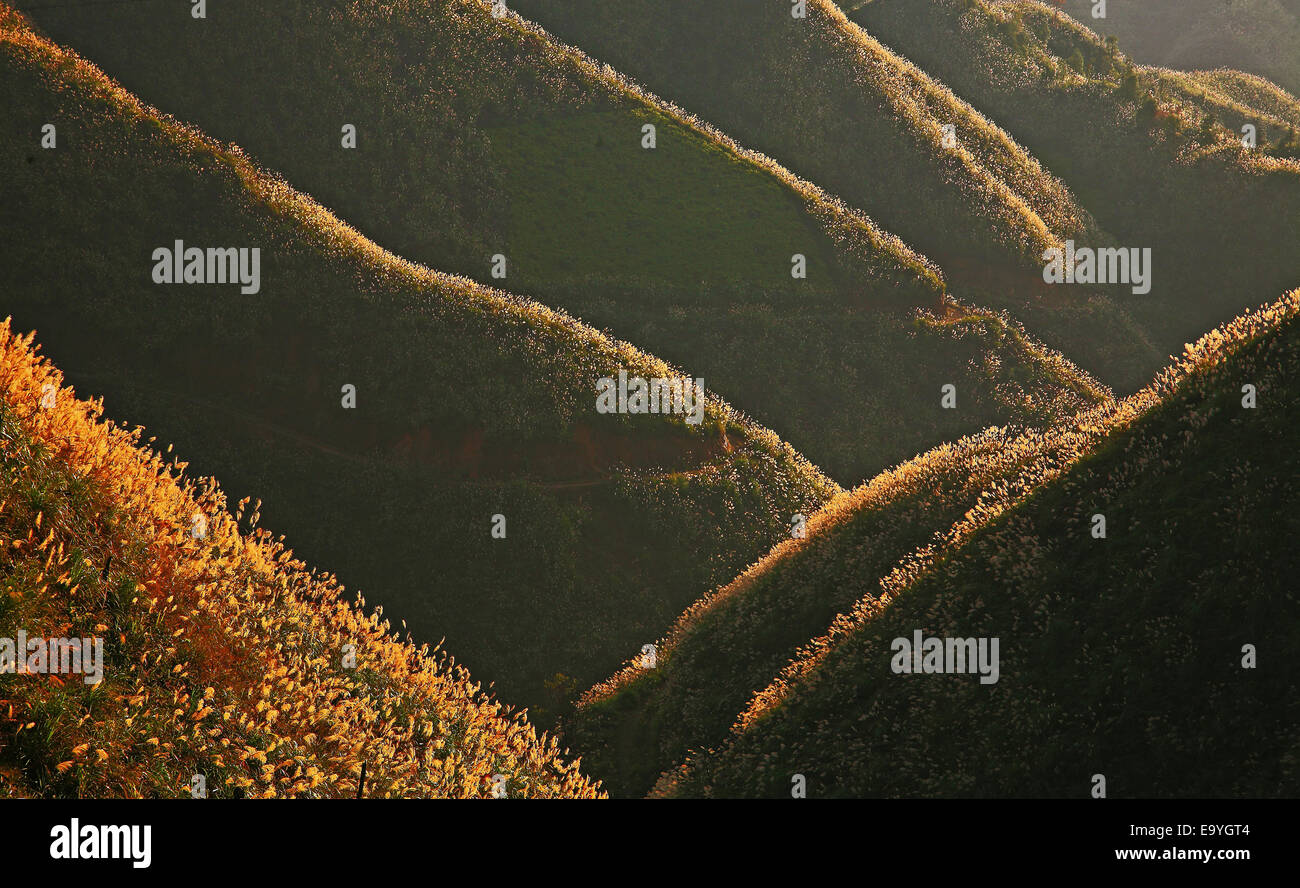 Guilin reed flowers Stock Photo - Alamy