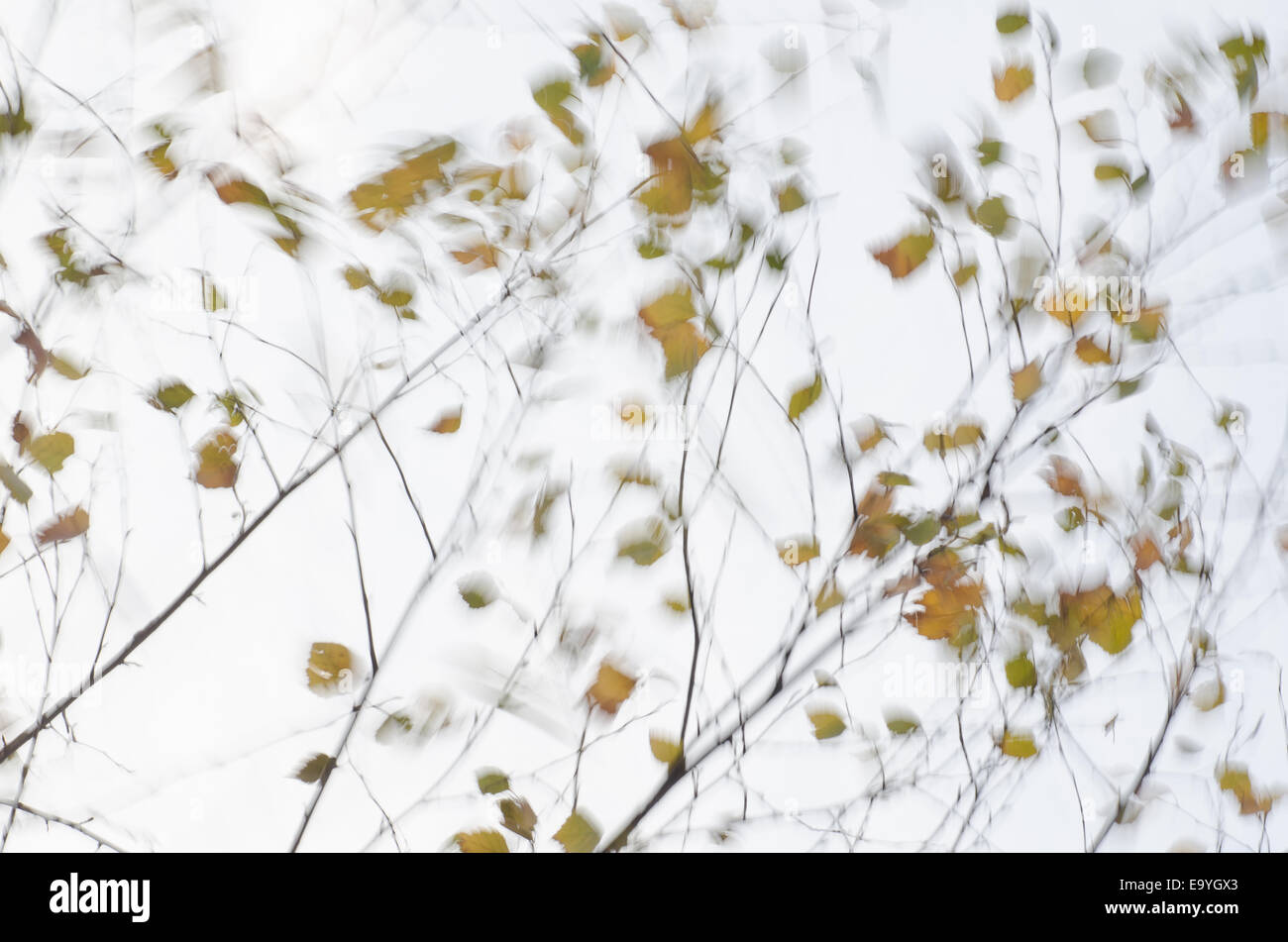 tree branches silhouettes on windy weather Stock Photo - Alamy