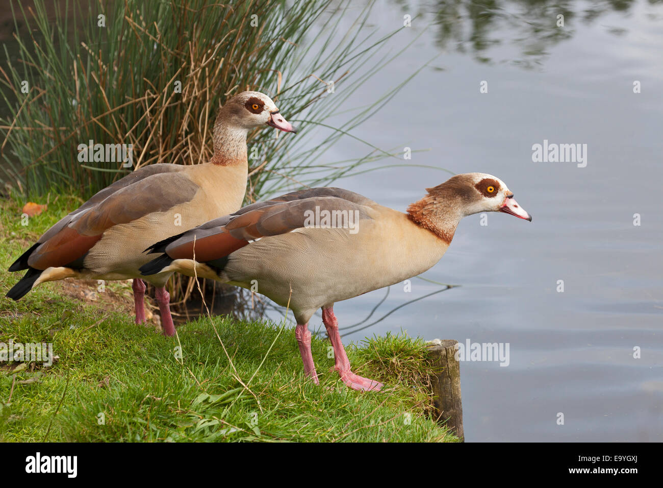 A pair of feral Egyptian Geese which have flown in to Barn Elms Wetland ...