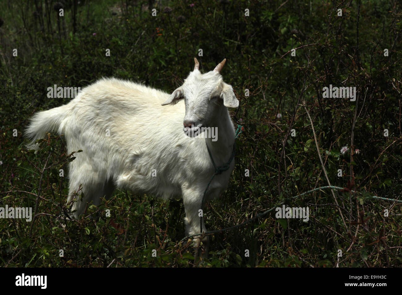 A goat in a farmers pasture in Cotacachi, Ecuador Stock Photo - Alamy