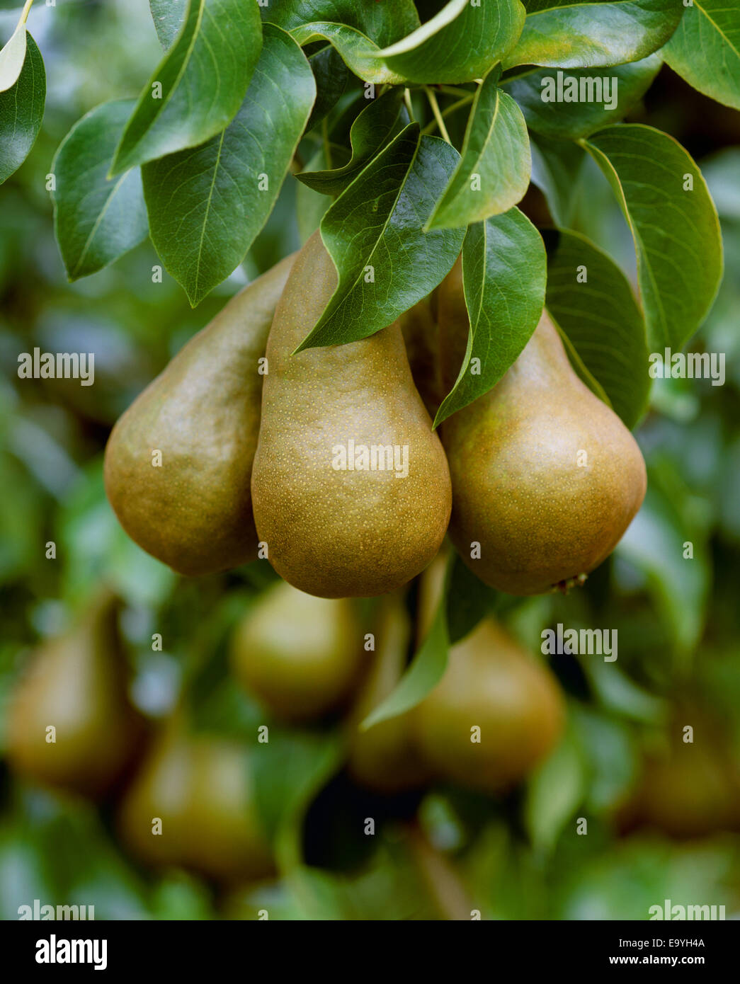 Speckled pears hi-res stock photography and images - Alamy