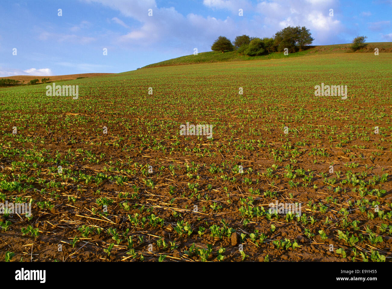 Early growth pea field hi-res stock photography and images - Alamy