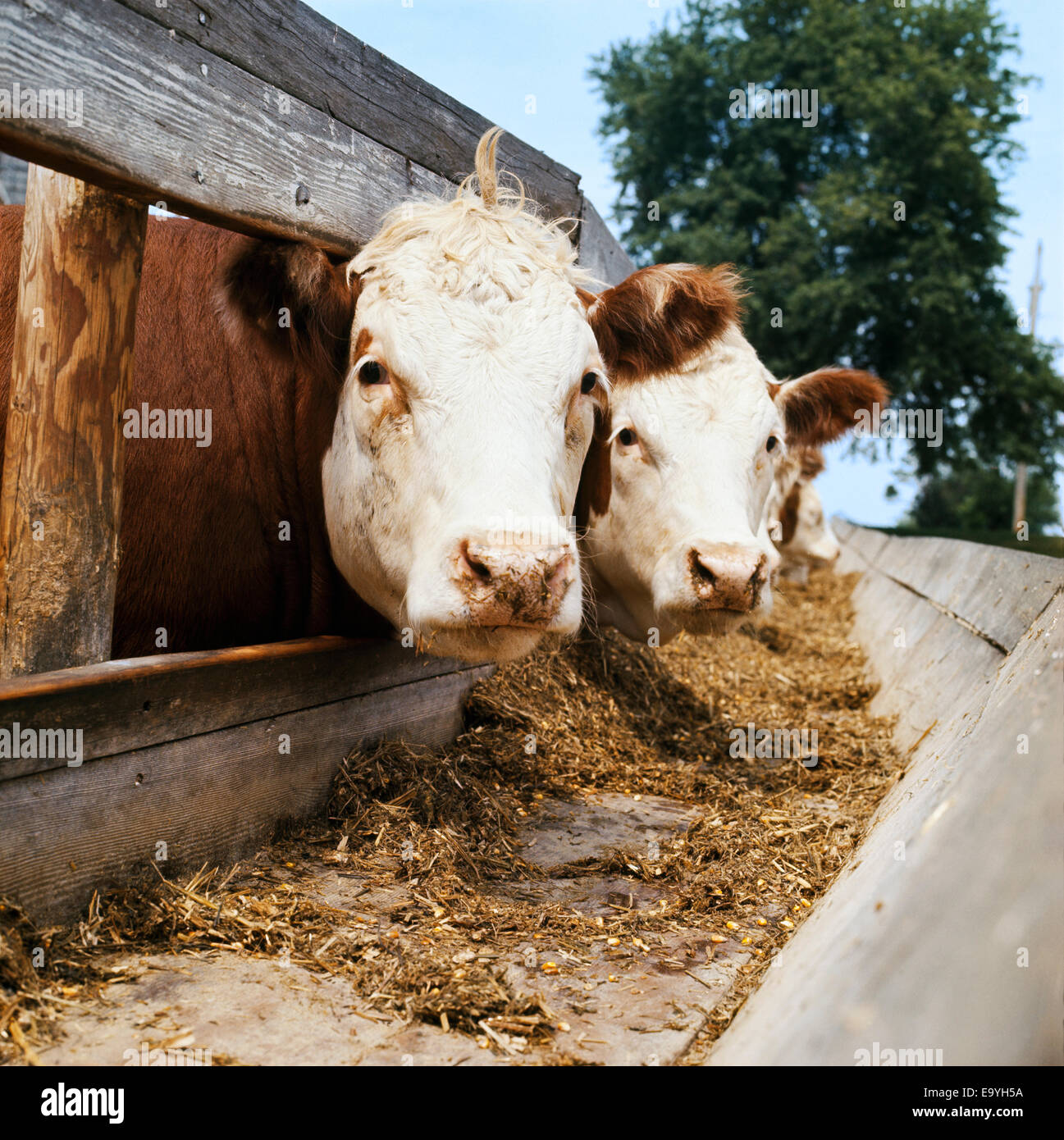 Whiteface cattle hi-res stock photography and images - Alamy