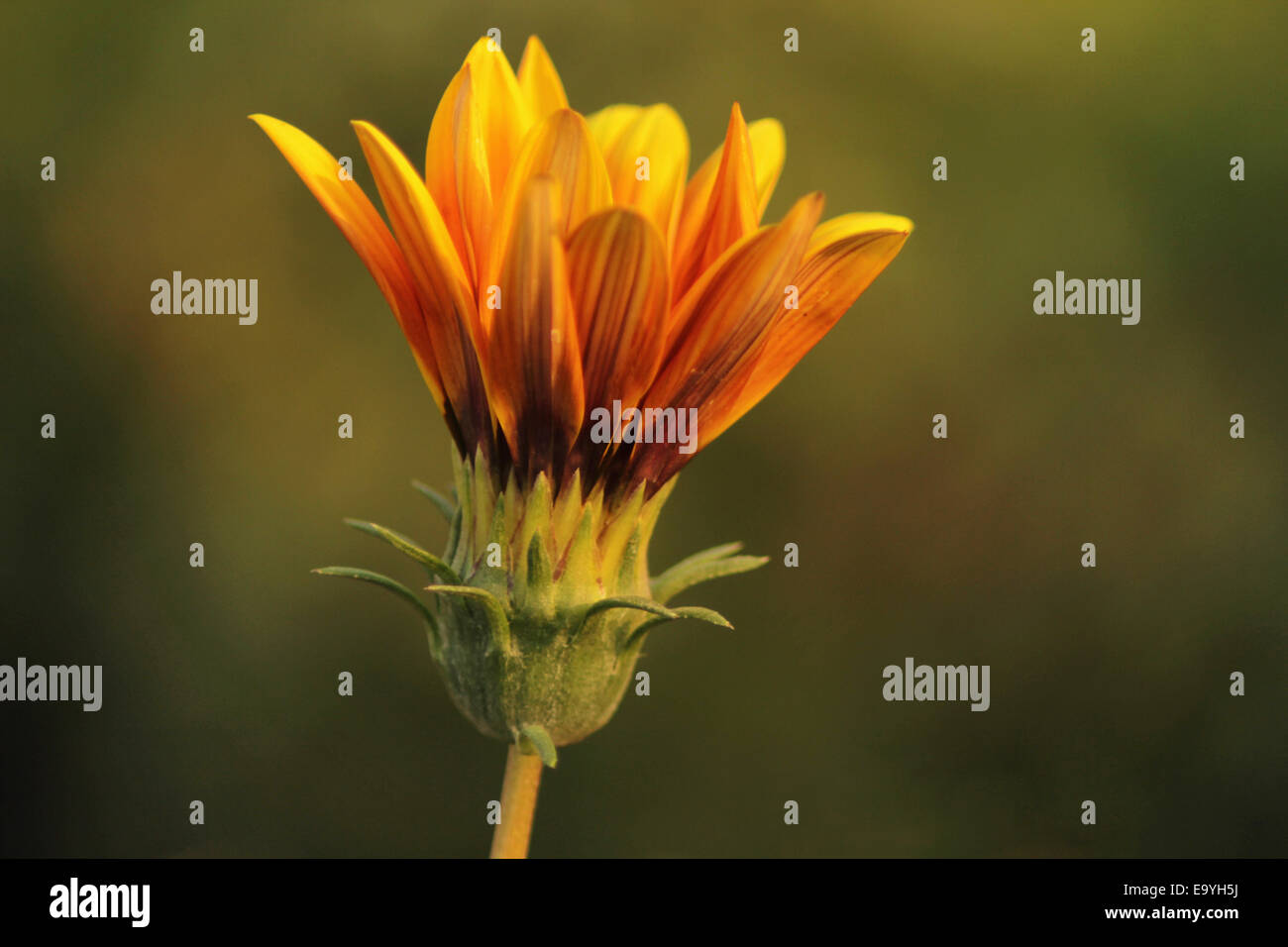 Yellow Aster. Family Asteraceae. Pune, Maharashtra, India Stock Photo ...