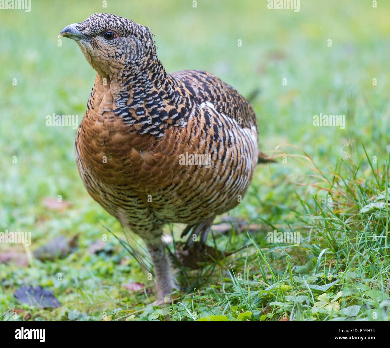 A wood grouse (tetrao urogallus) strolls through its enclosure in the ...