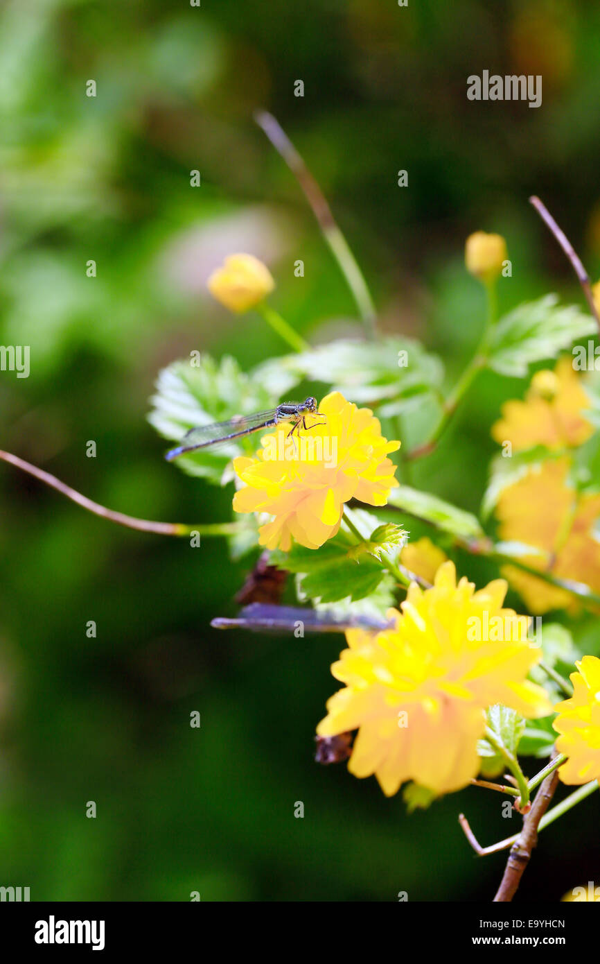 Spring dragonfly hi-res stock photography and images - Alamy