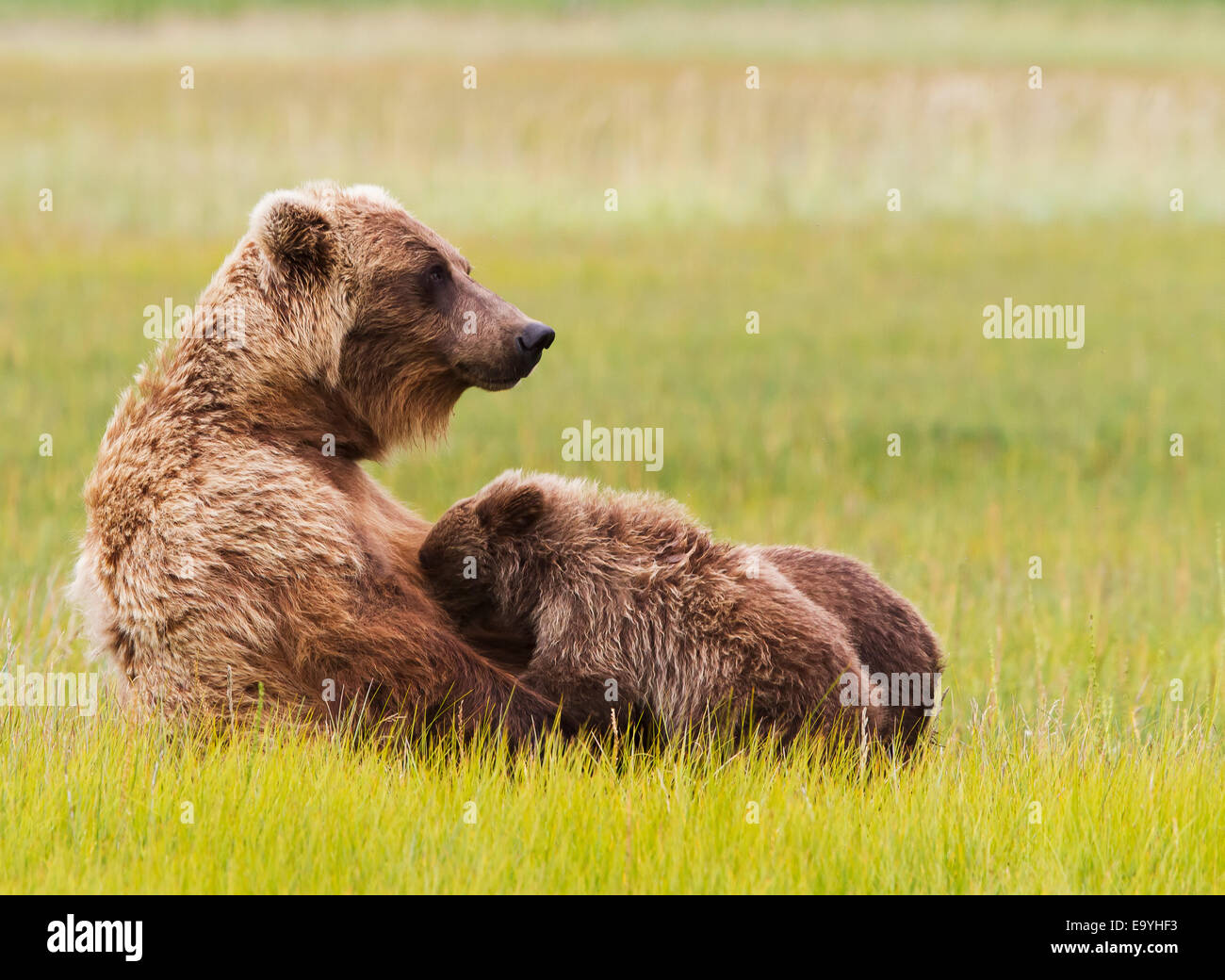 Cub,Alaska,Grizzly Bear,lake clark np Stock Photo - Alamy