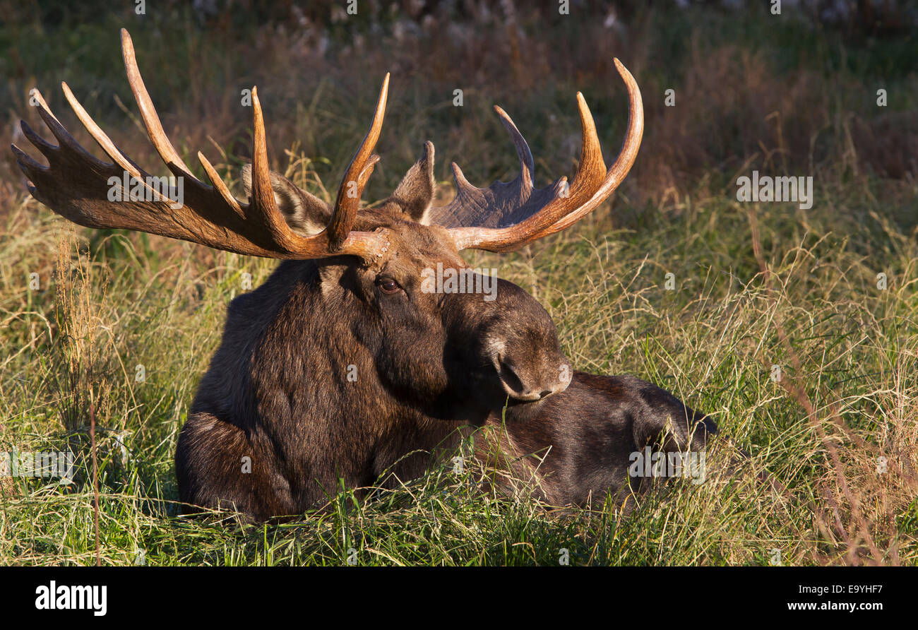 Large Bull Moose resting in grass, Anchorage coastline, Southcentral ...