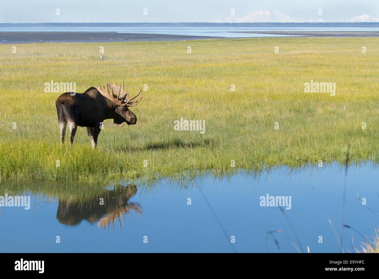 Alaska summer moose wetlands hi-res stock photography and images - Alamy