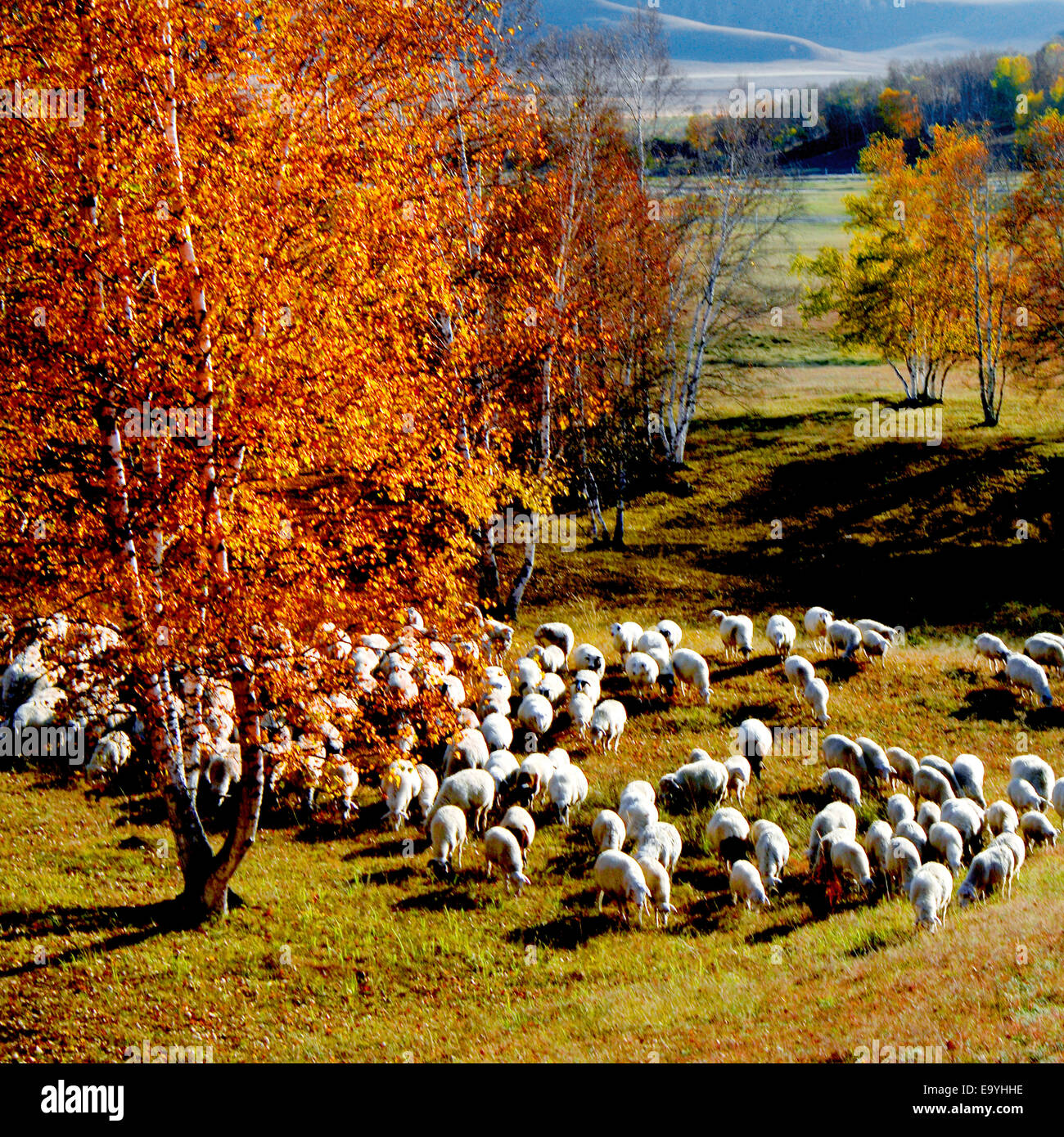 Grass ranch colony hi-res stock photography and images - Alamy