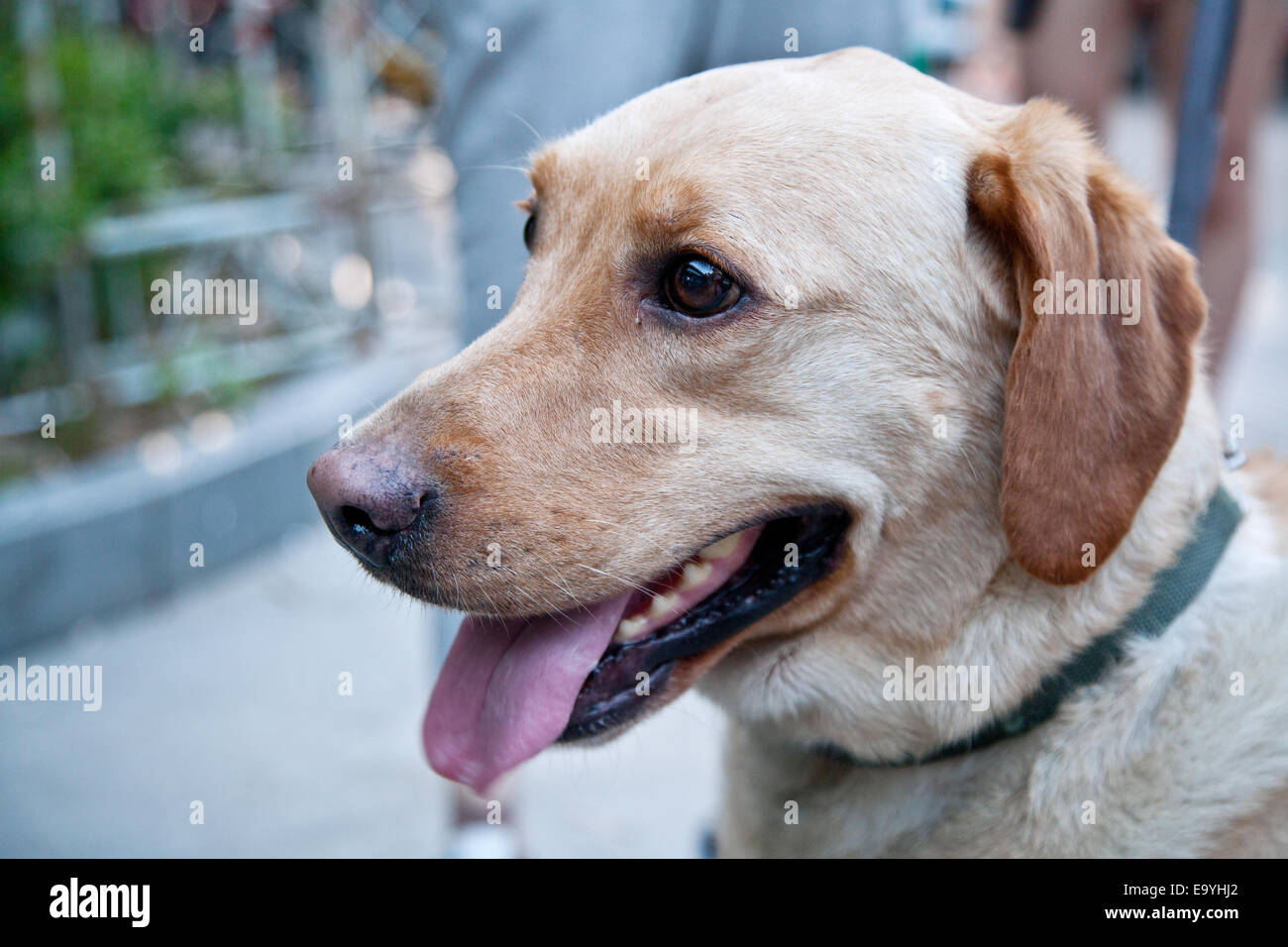 Guide dogs hi-res stock photography and images - Alamy