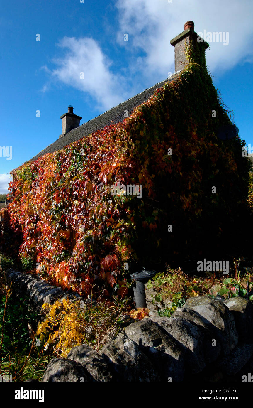 A Virginia Creeper Plant Grown & Fixed To The Walls Of A Stone Cottage ...