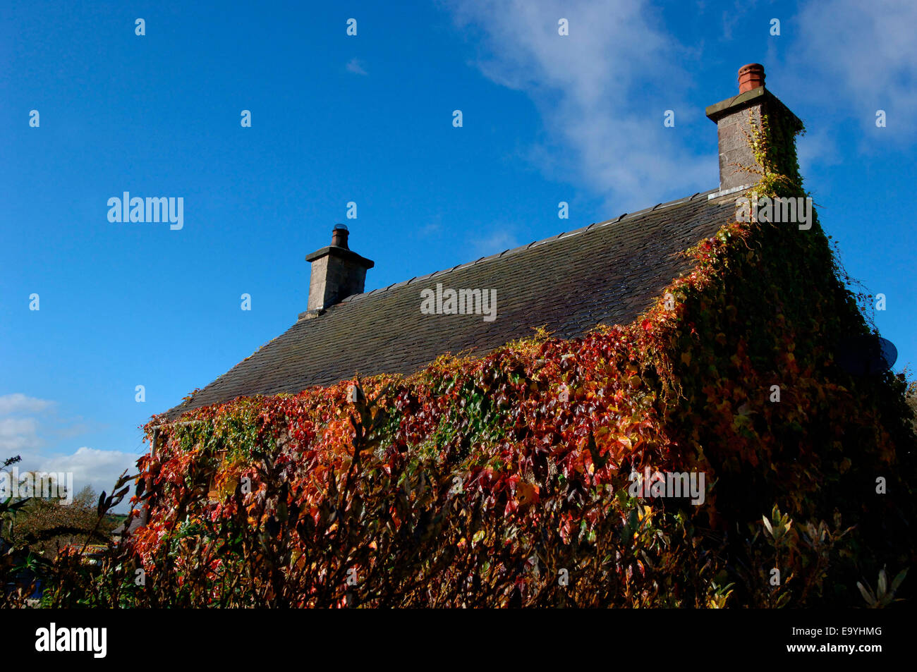 Virginia creeper garden hi-res stock photography and images - Alamy