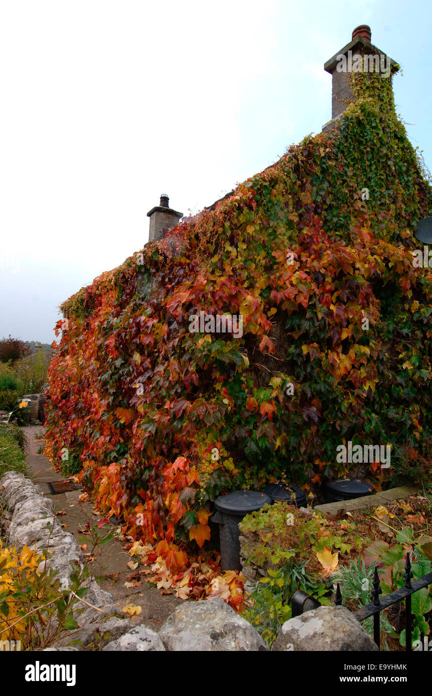 A Virginia Creeper Plant Grown & Fixed To The Walls Of A Stone Cottage ...