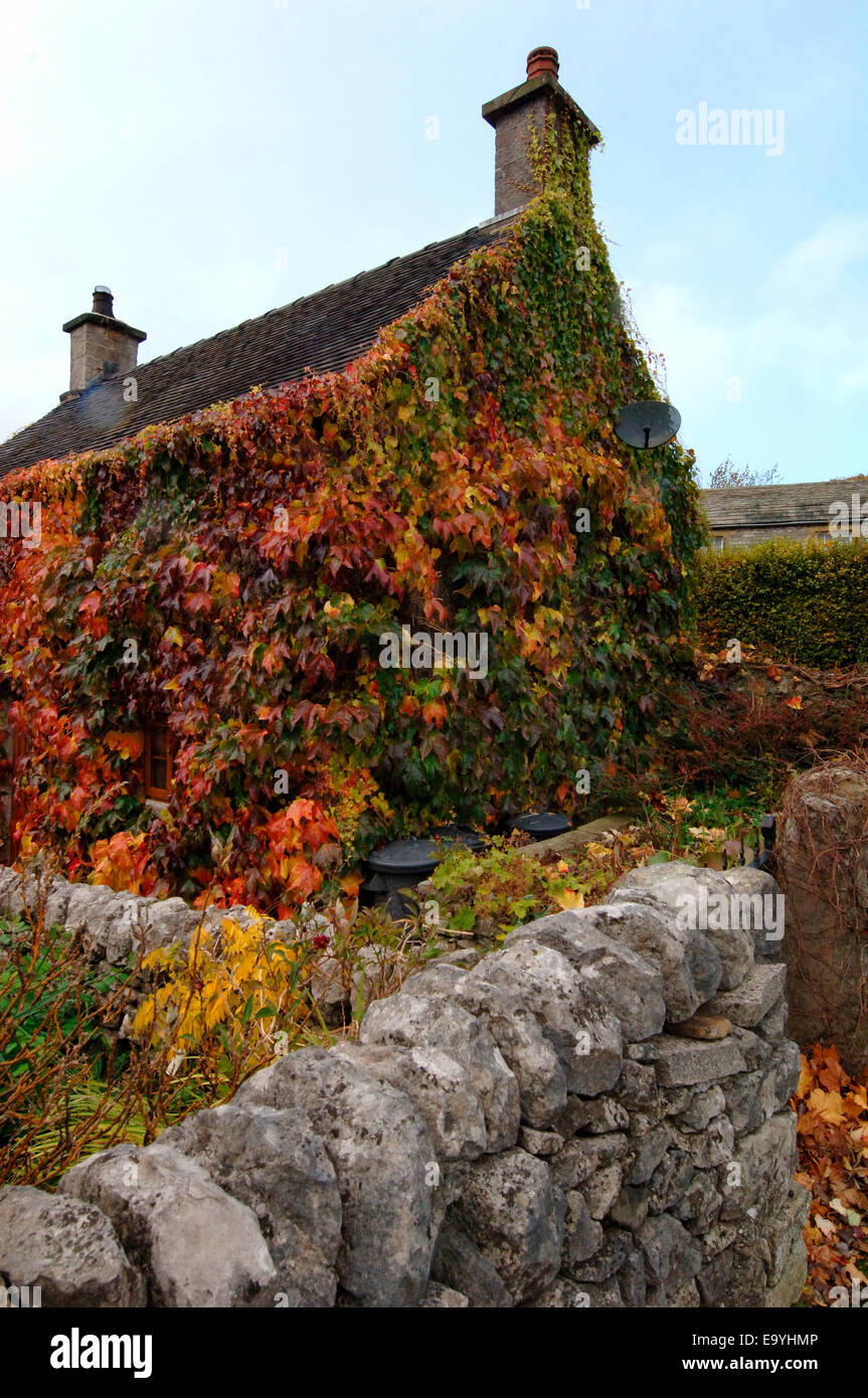 Virginia creeper garden hi-res stock photography and images - Alamy