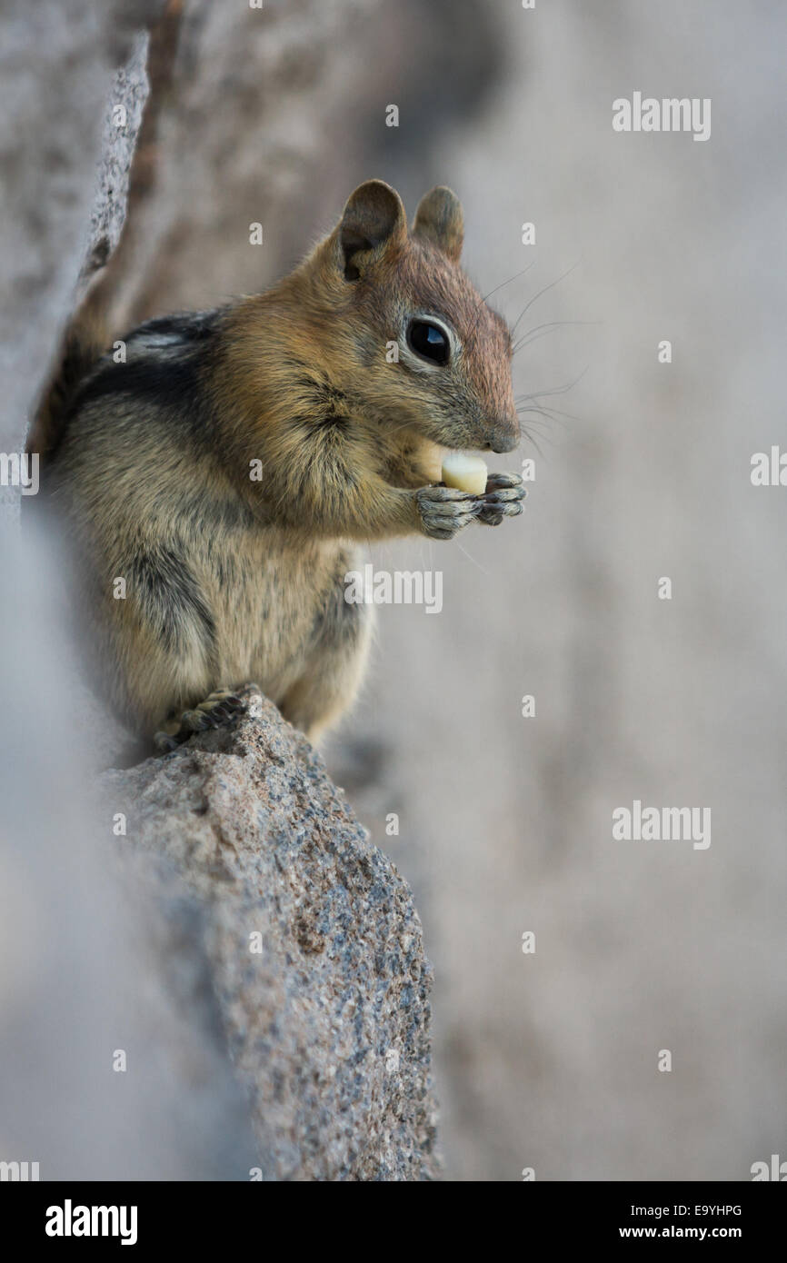 close up of a chipmunk eating peanuts on a rocky surface Stock Photo ...