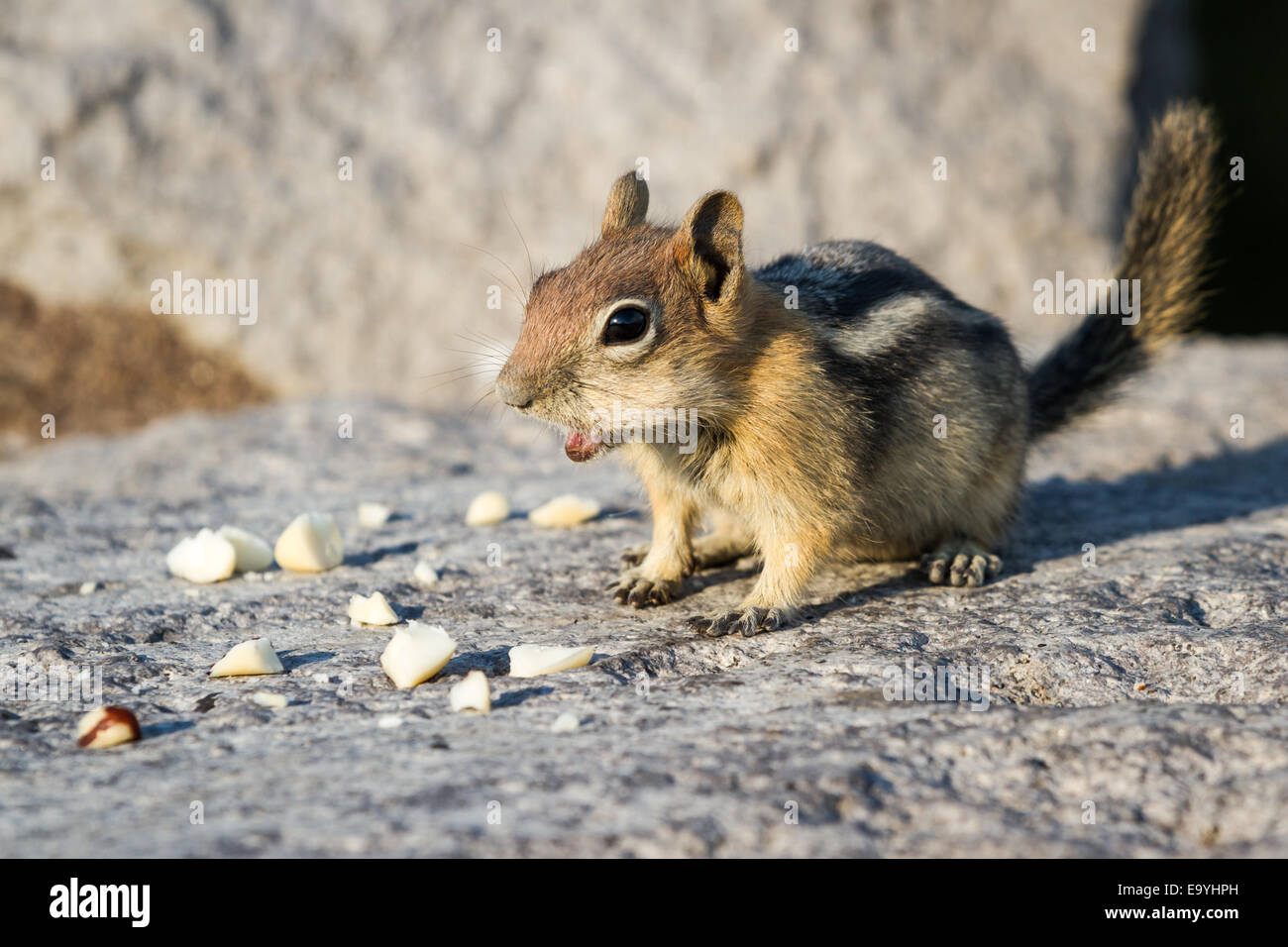 Chipmunk feeding on peanuts hi-res stock photography and images - Alamy