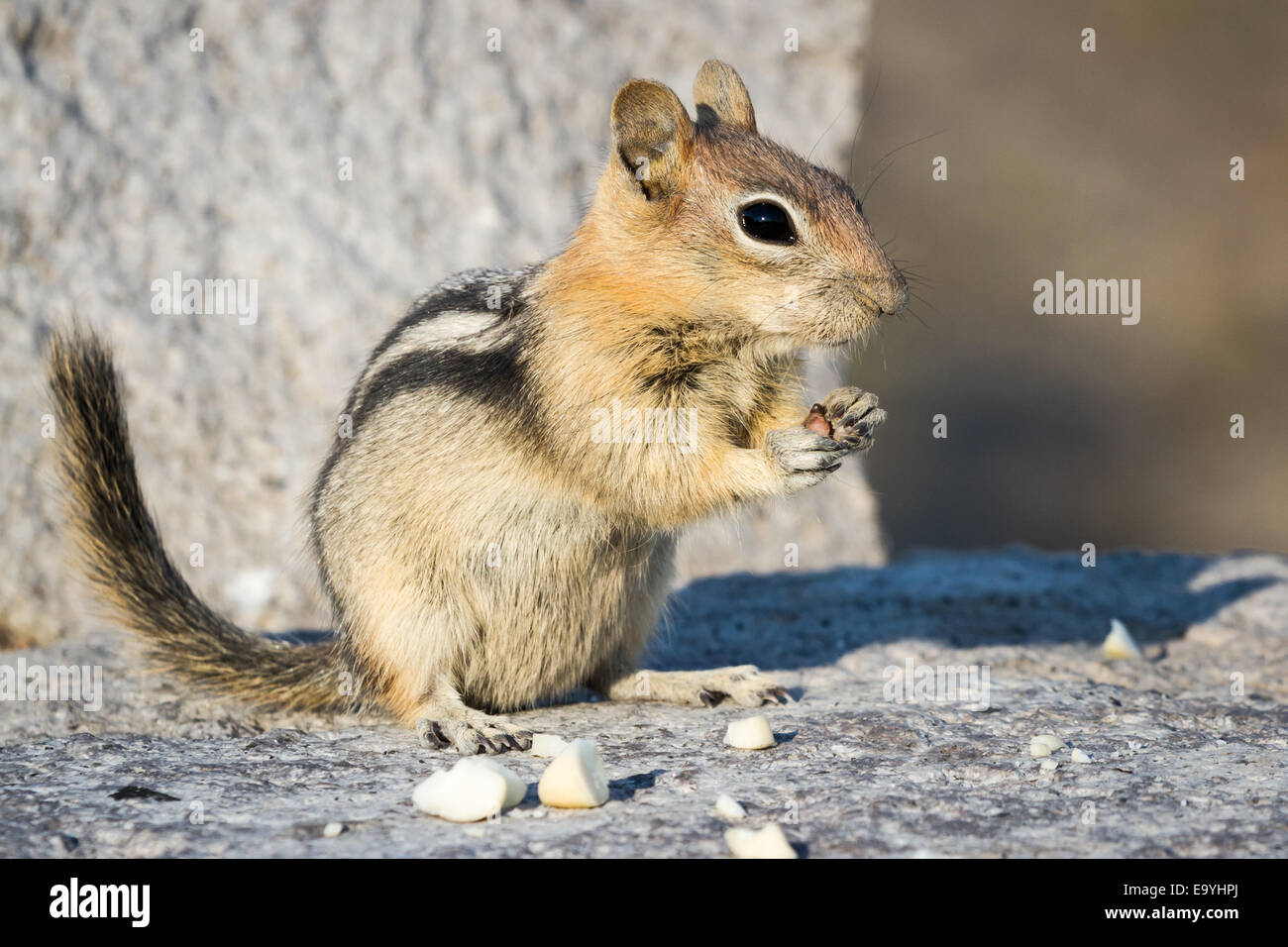 close up of a chipmunk eating peanuts on a rocky surface Stock Photo ...