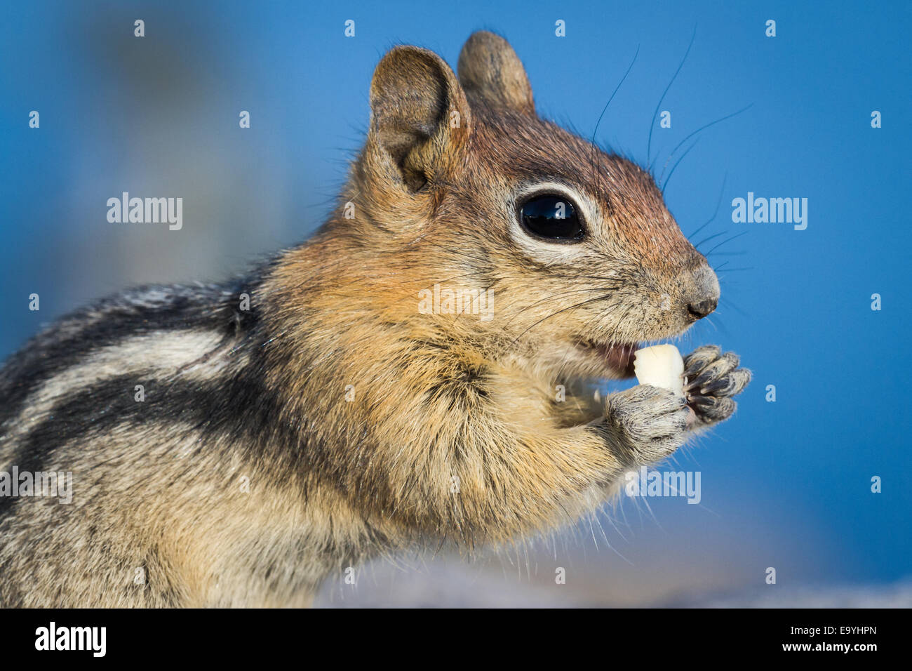 close up of a chipmunk eating peanuts on a rocky surface Stock Photo ...