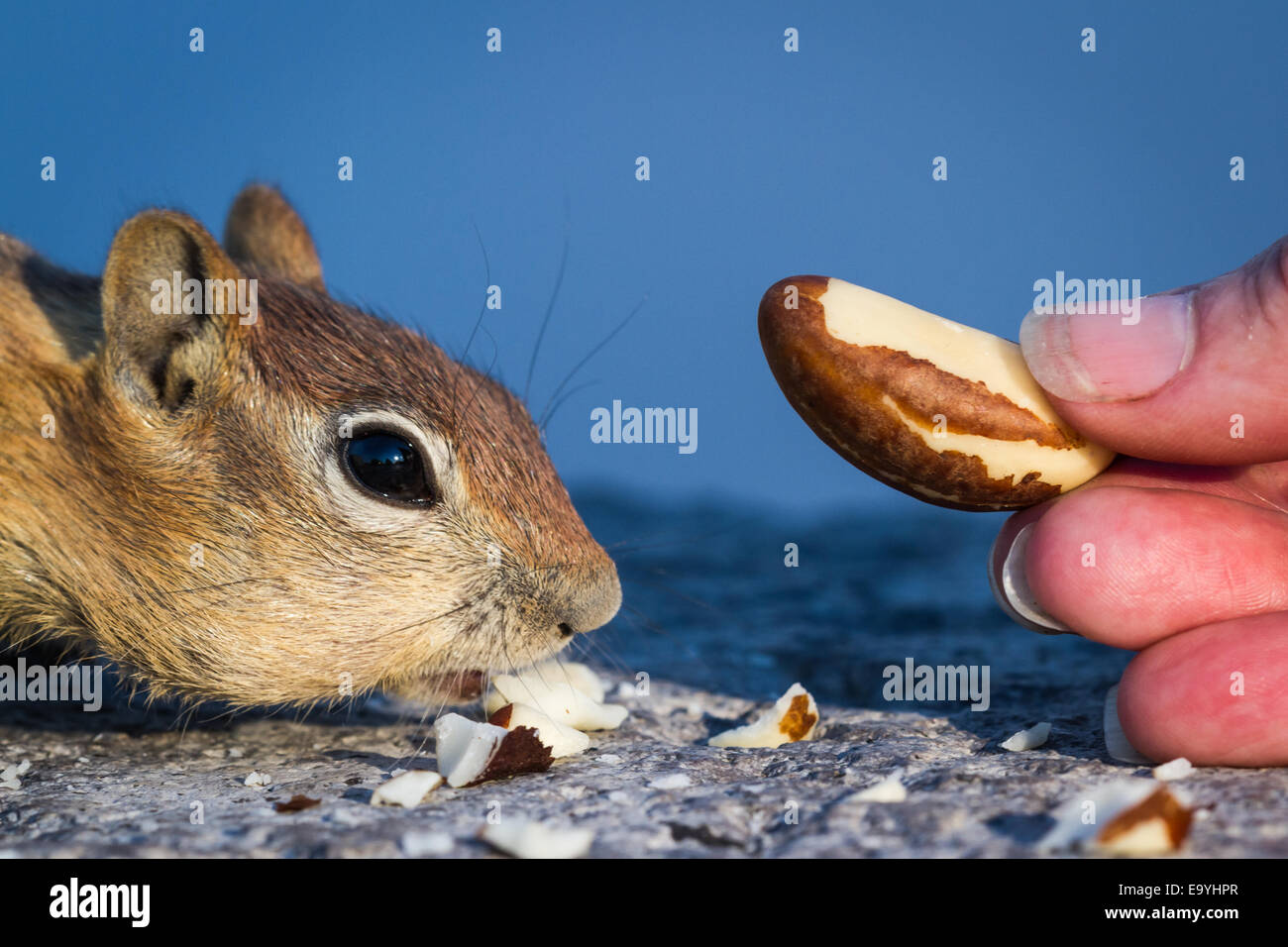 close up of a hand holding a brazil nut and a chipmunk eating pieces of ...