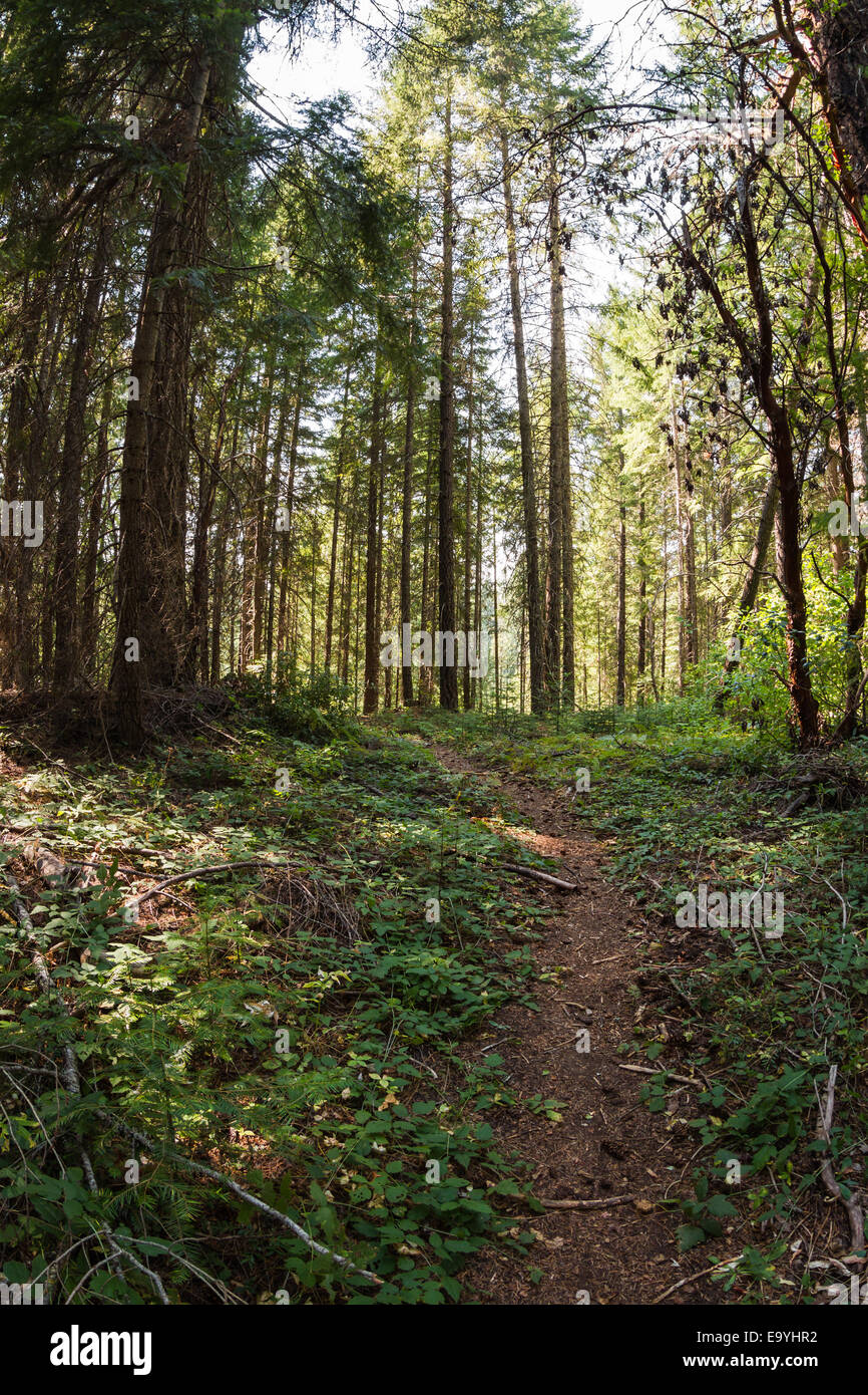walking path in the Oregon forest with tall trees and healthy ground ...