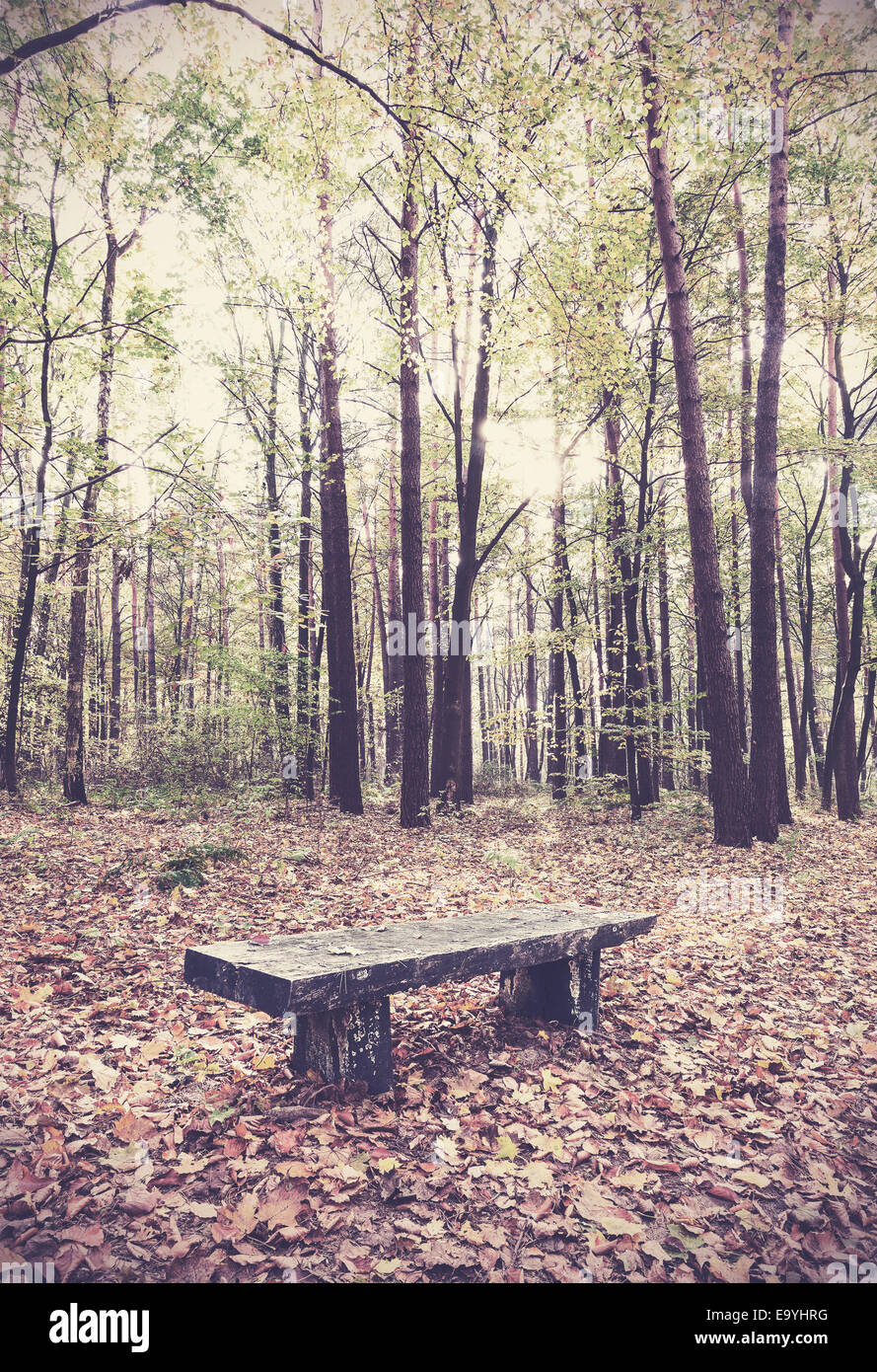 Retro filtered picture of bench in a forest Stock Photo - Alamy