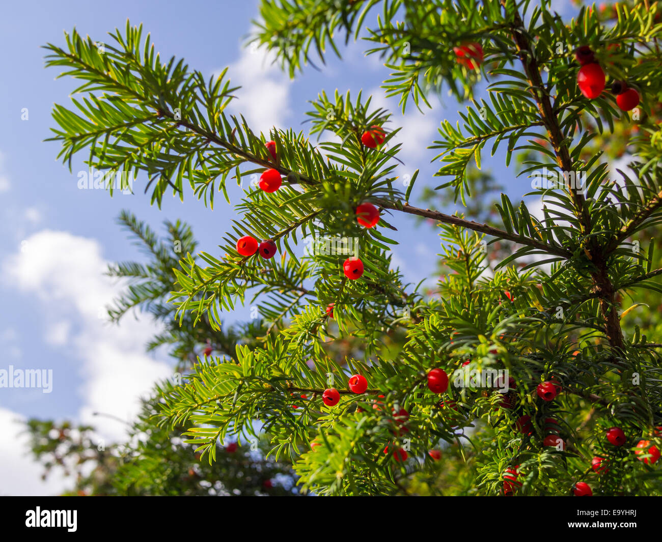 Fruit of conifer hi-res stock photography and images - Alamy