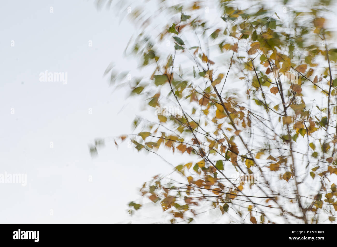 Windy birch tree hi-res stock photography and images - Alamy