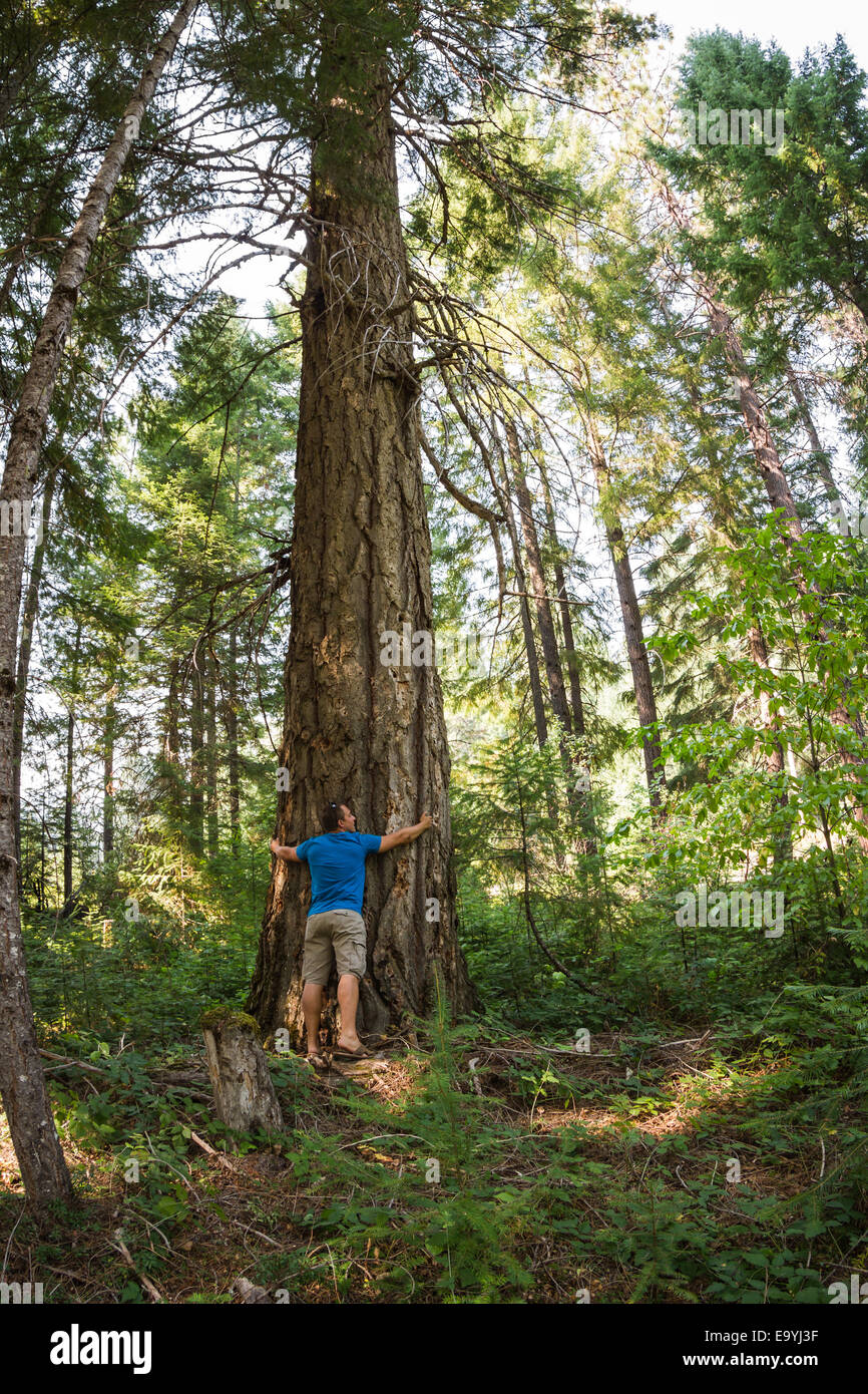 young man hugging a very large Douglas fur tree in the Oregon forest ...